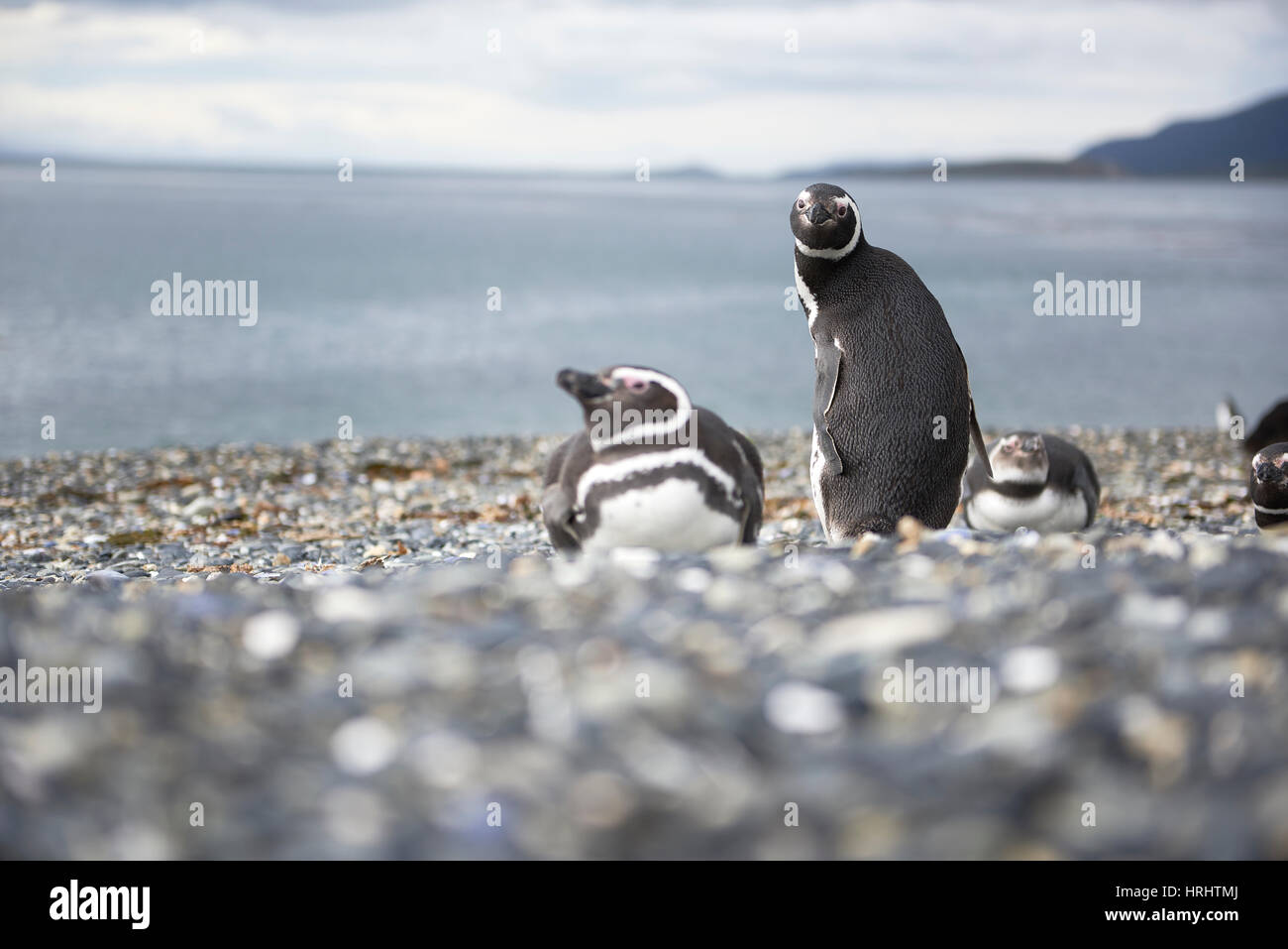A magellanic penguin on Martillo Island, Tierra del Fuego, Argentina ...