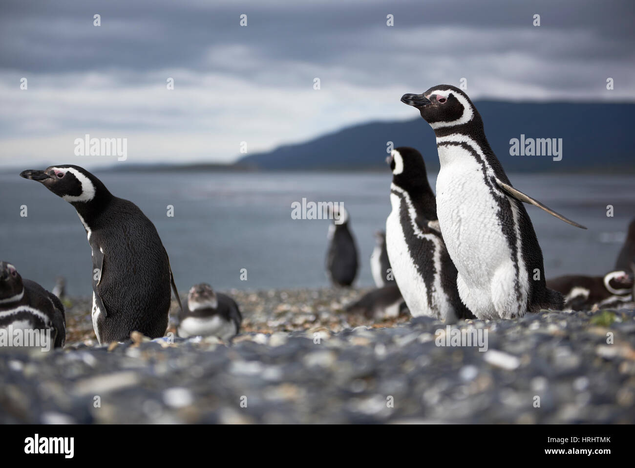 A magellanic penguin on Martillo Island, Tierra del Fuego, Argentina ...