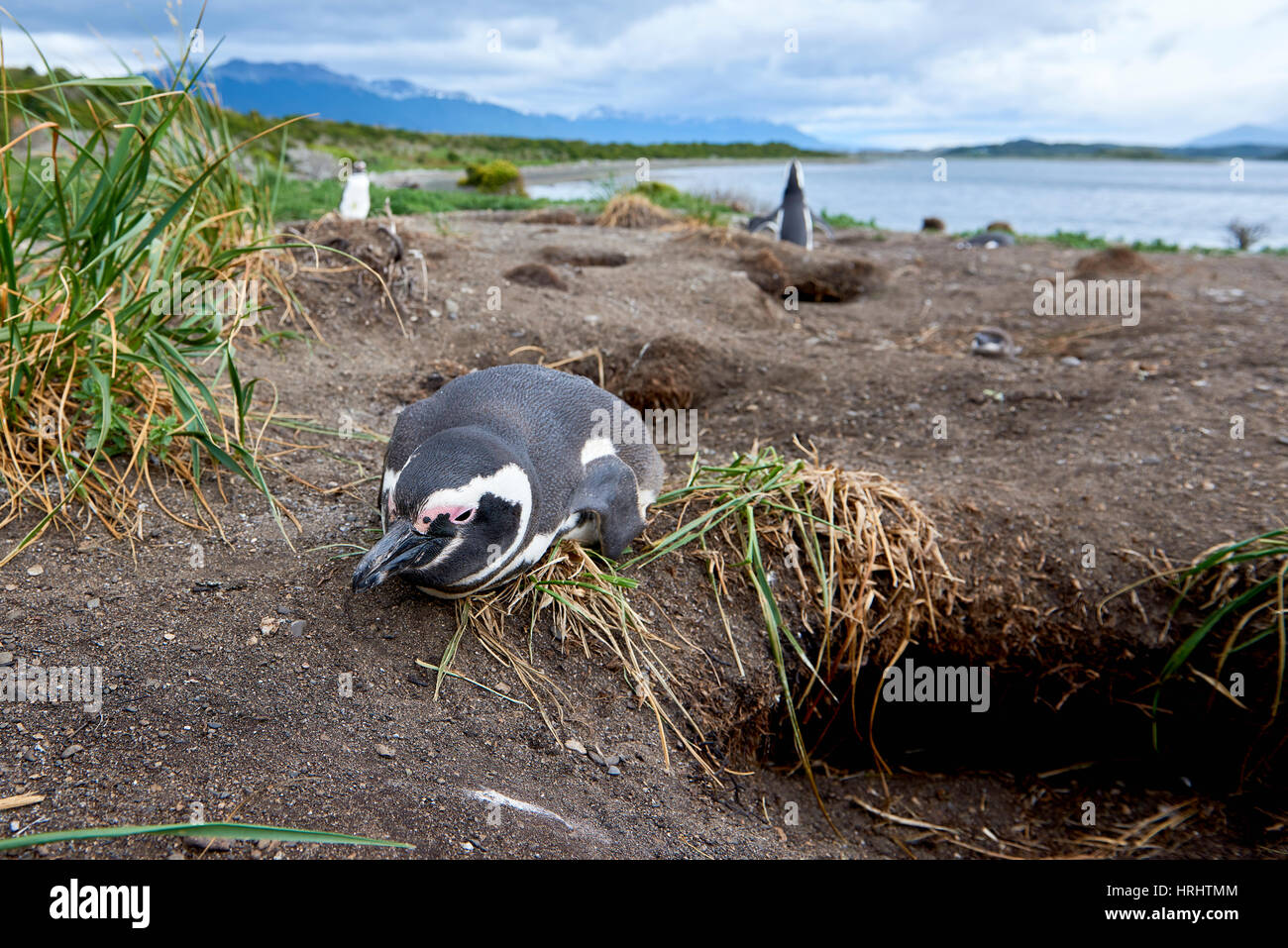 A magellanic penguin on Martillo Island, Tierra del Fuego, Argentina ...