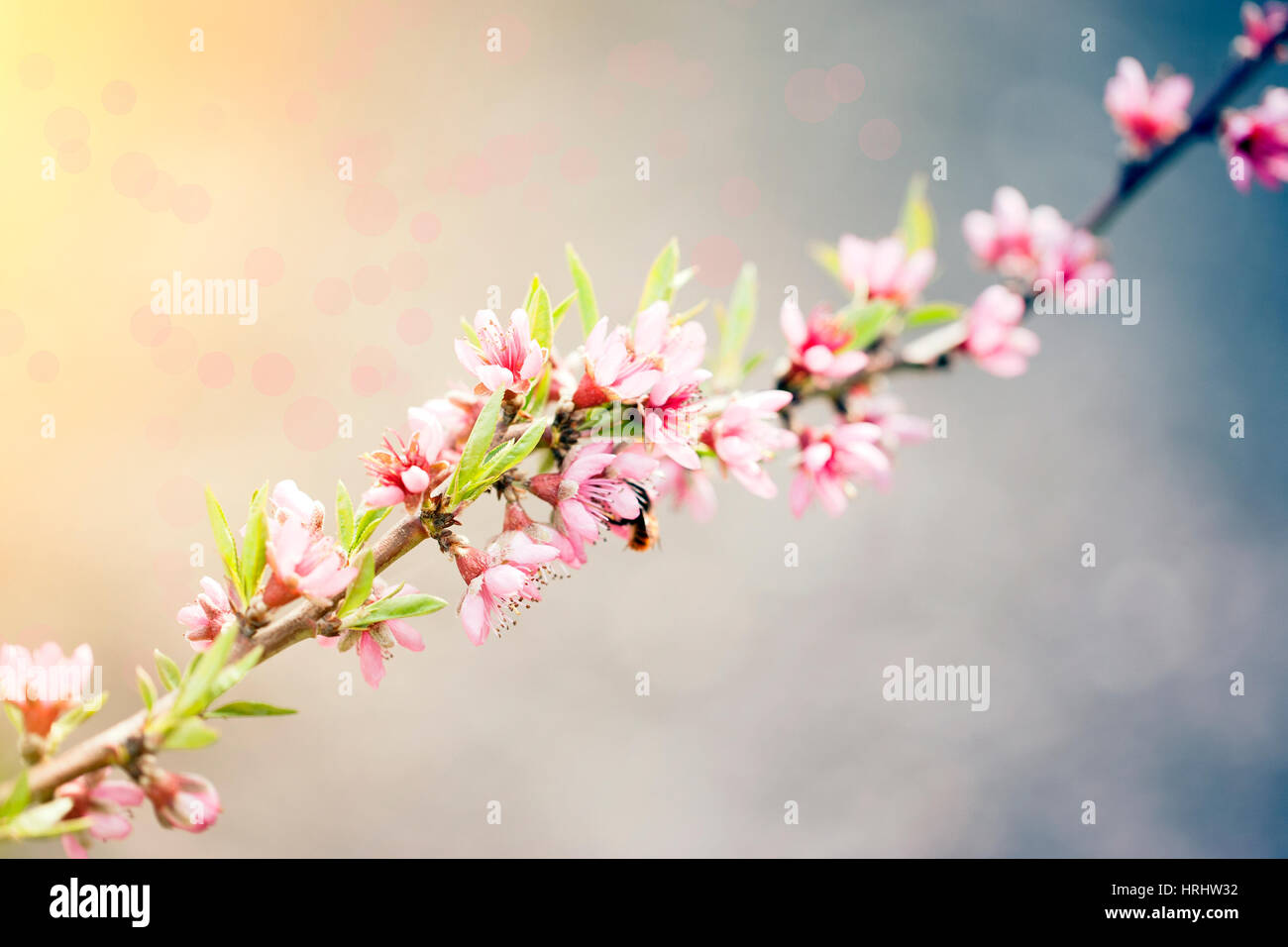 Tree flower blossoms Stock Photo - Alamy