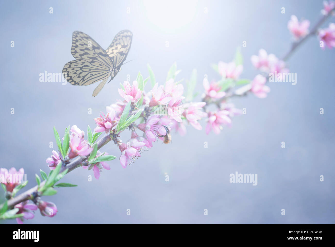 Butterfly and spring flower blossoms Stock Photo - Alamy