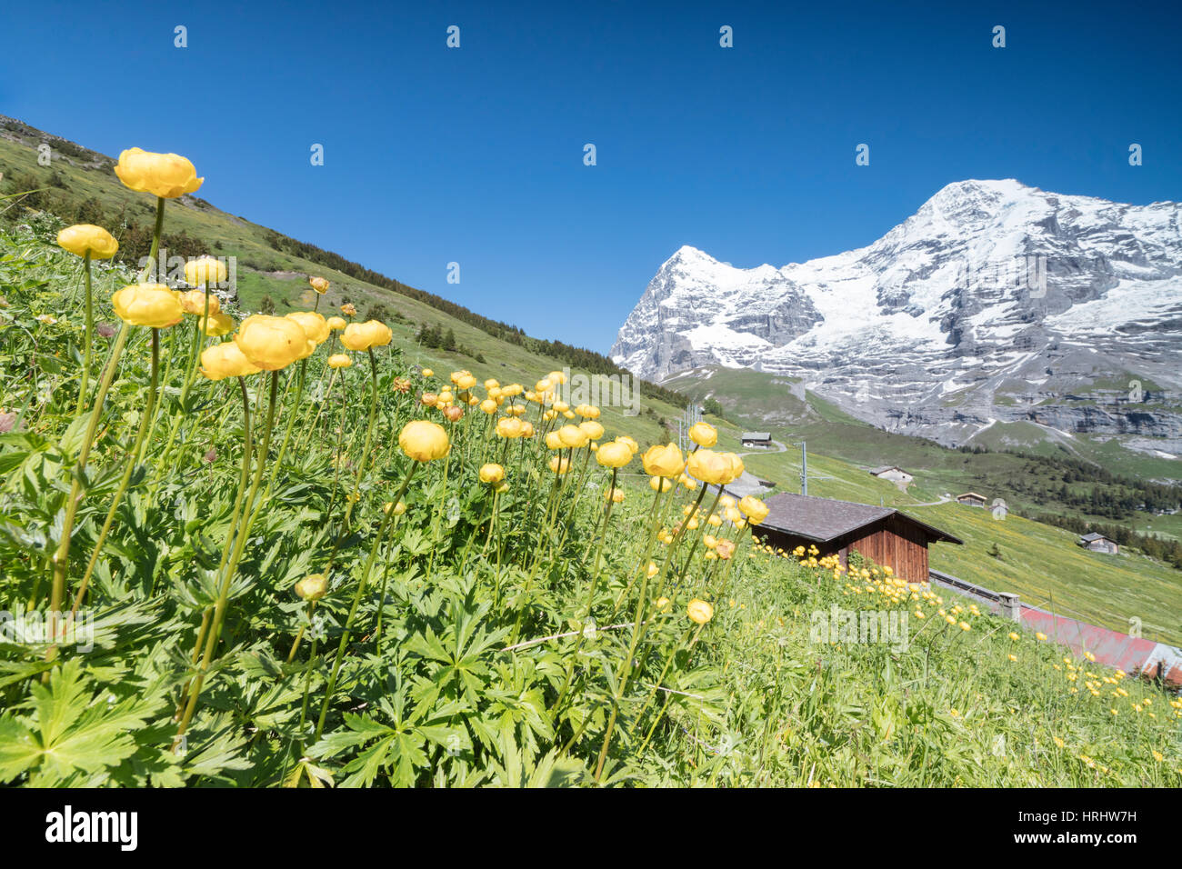 Yellow alpine flowers hi-res stock photography and images - Alamy