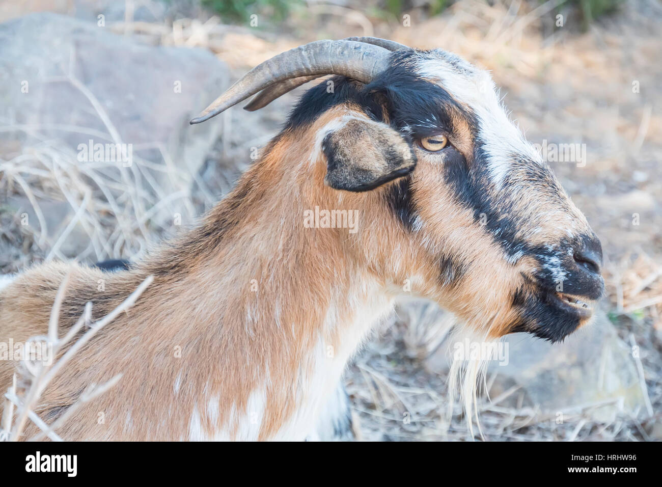 Goat ahead hi-res stock photography and images - Alamy