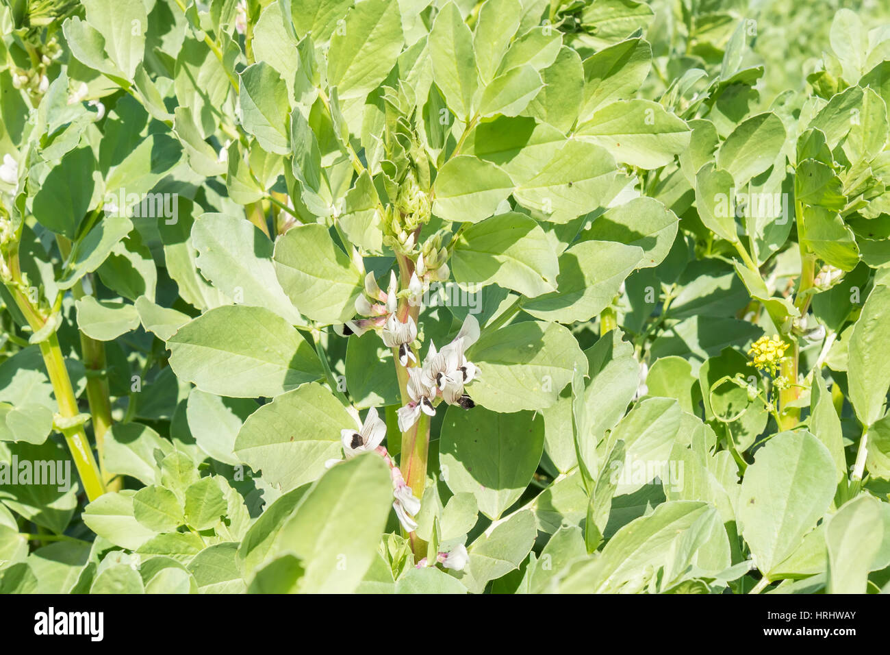 Plantation broad bean blooming Stock Photo - Alamy
