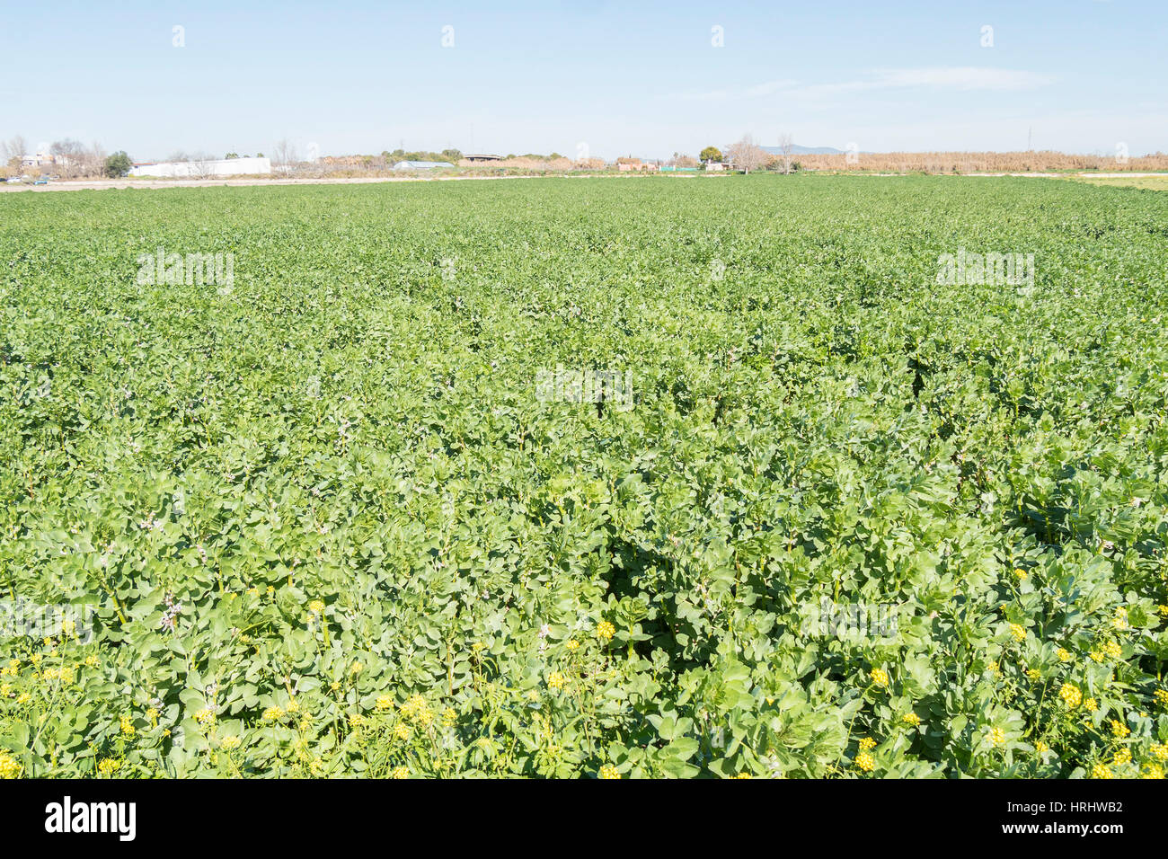 Plantation broad bean blooming Stock Photo - Alamy