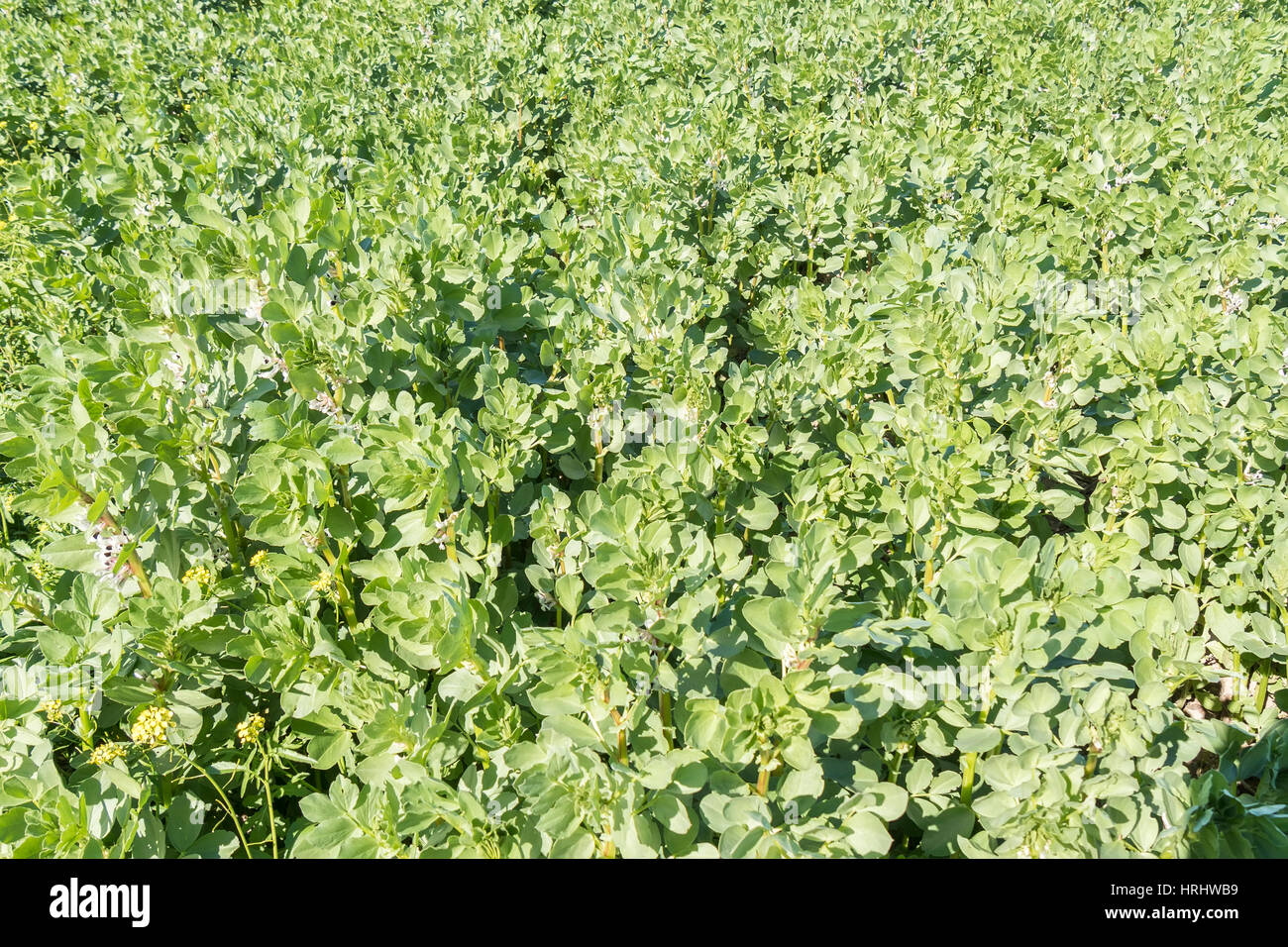 Plantation broad bean blooming Stock Photo - Alamy