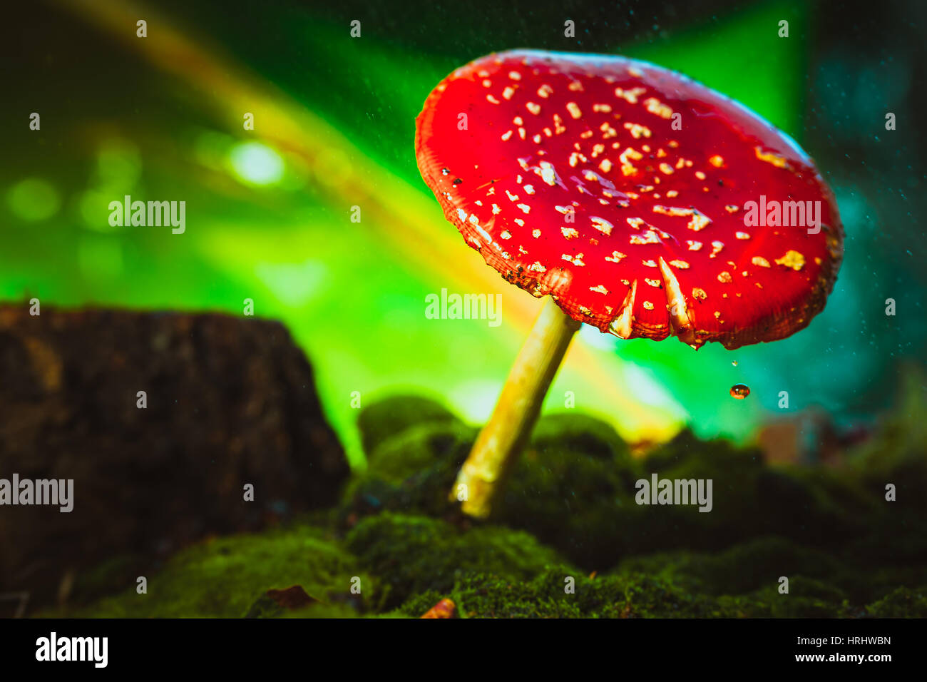 beautiful red with white spots mushroom on moss Stock Photo - Alamy