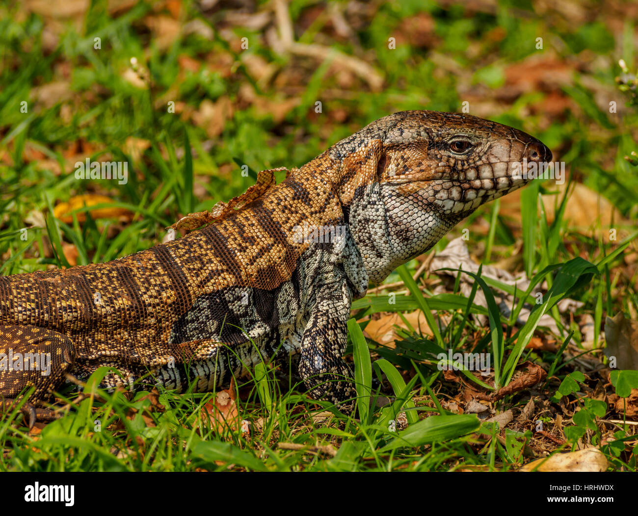 Brazilian lizard hi-res stock photography and images - Alamy