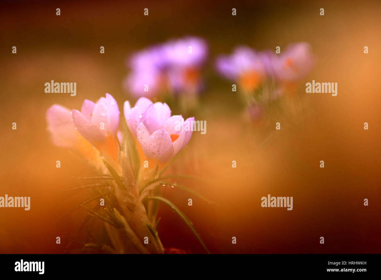 Flower in sunset Stock Photo - Alamy