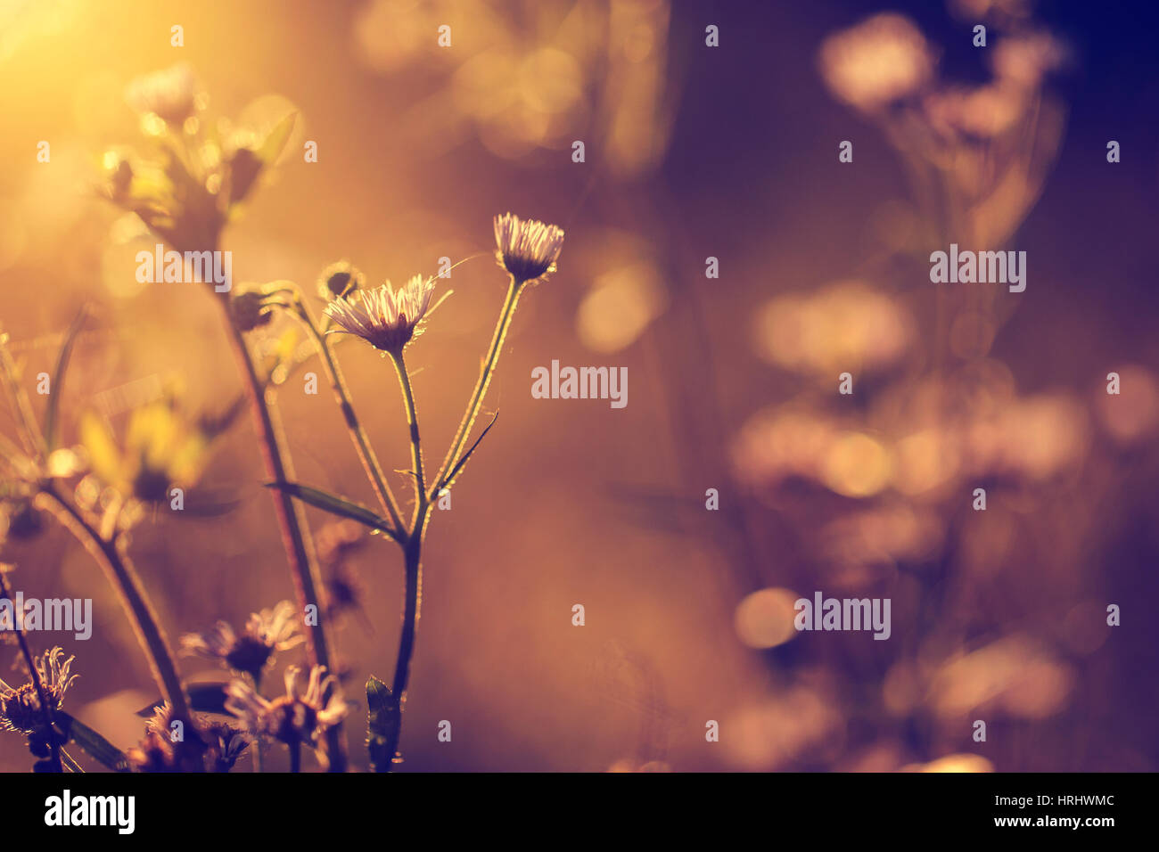 Flower in sunset Stock Photo - Alamy