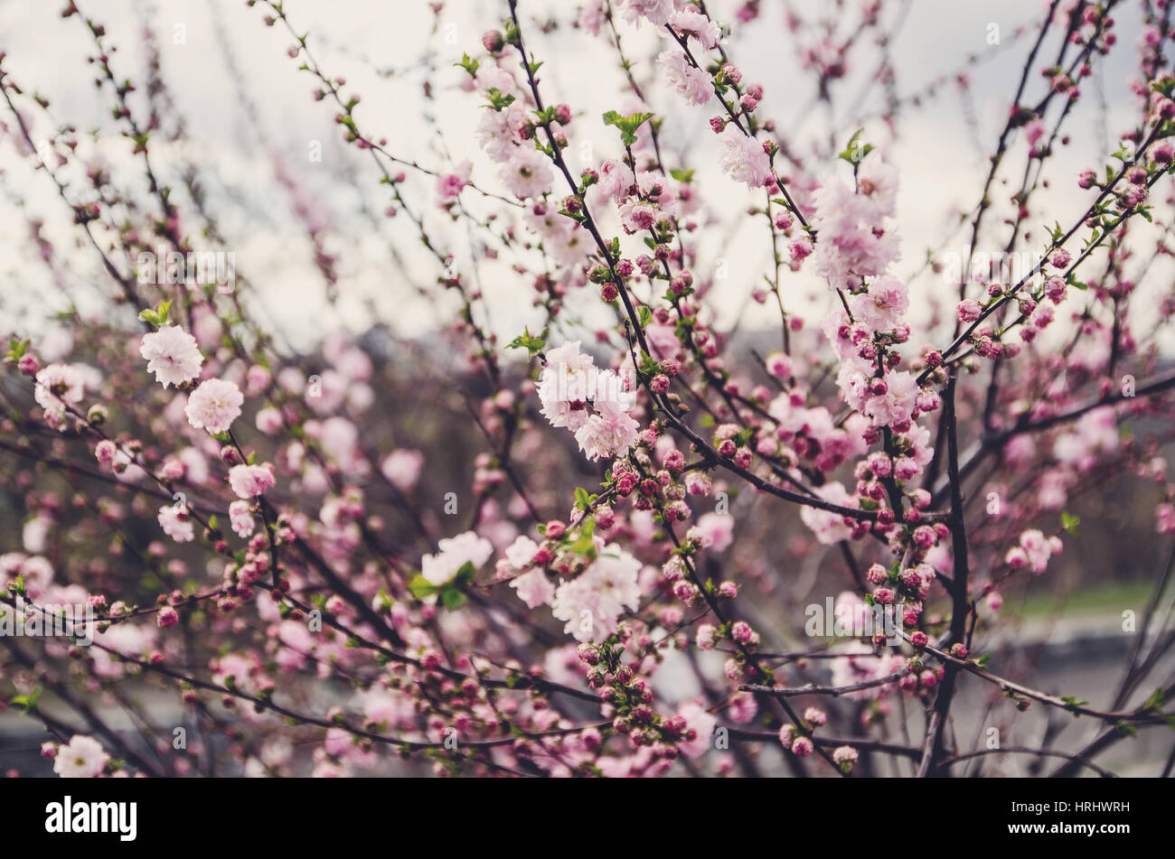 Flowers of blossom tree Stock Photo - Alamy