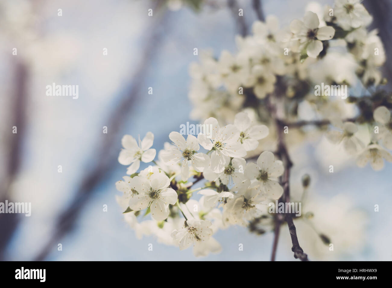 Flowers of blossom tree Stock Photo - Alamy