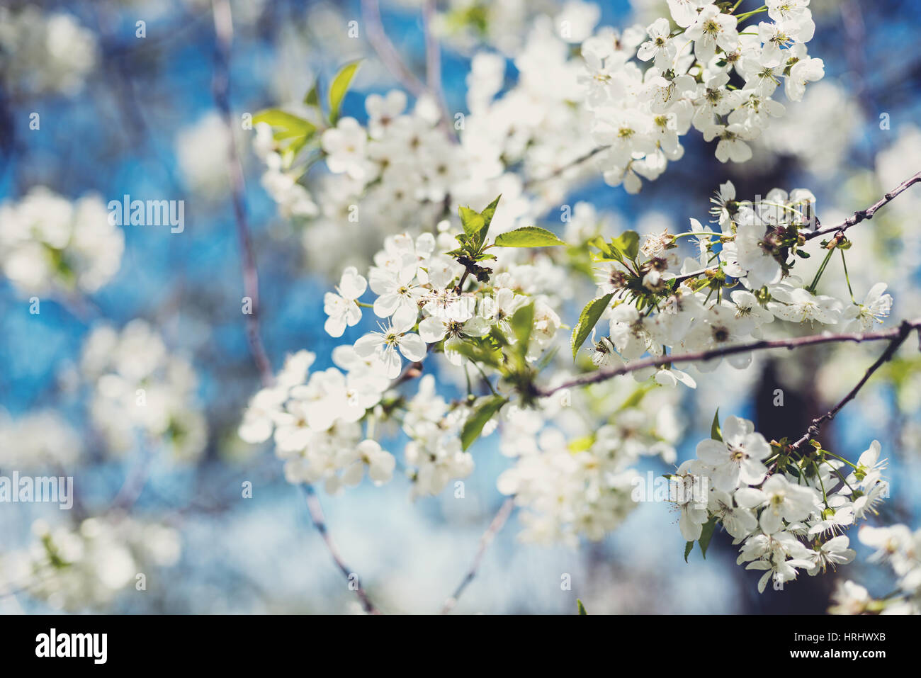 Flowers of blossom tree Stock Photo - Alamy