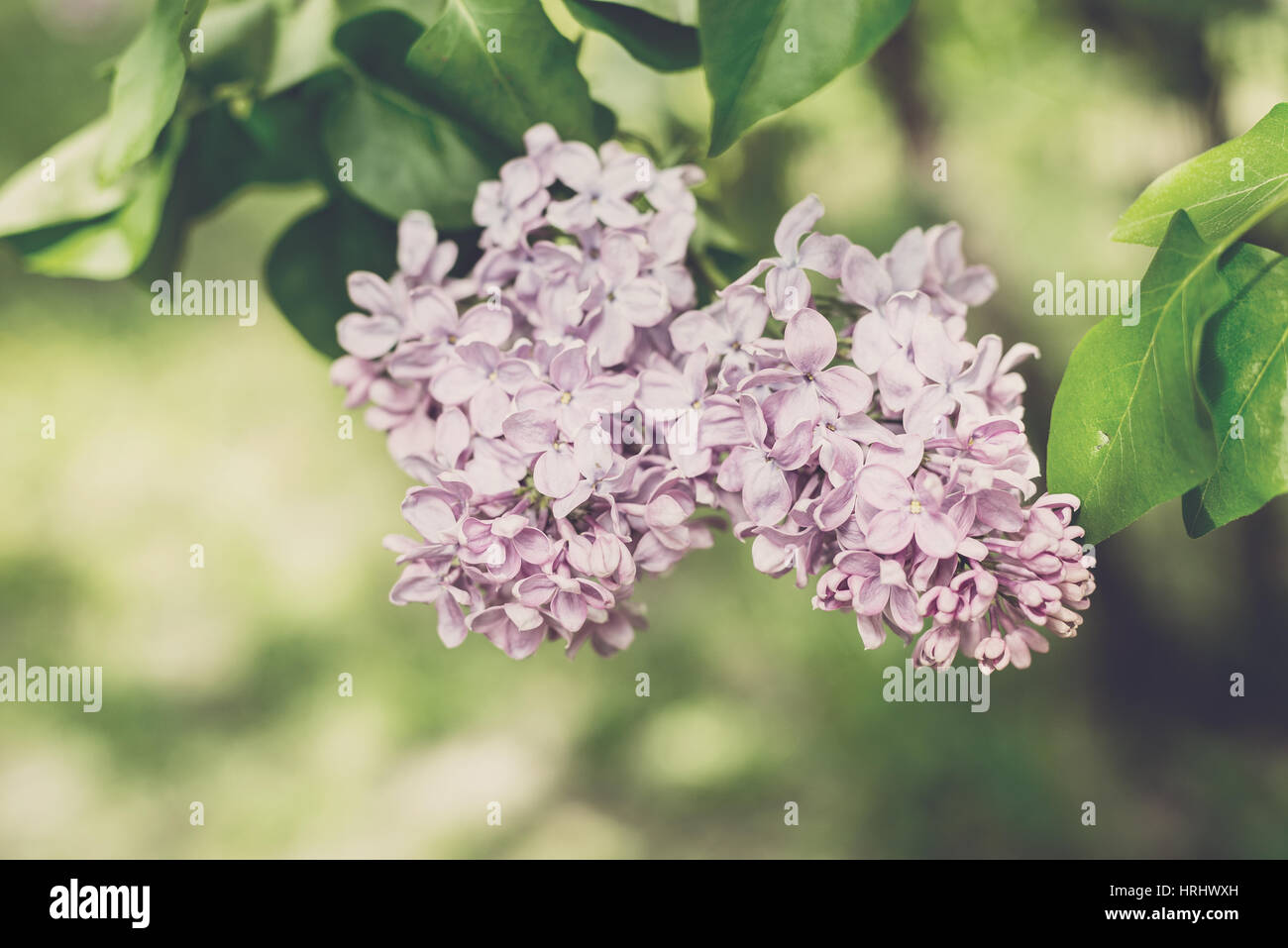 Closeup of blossom tree hi-res stock photography and images - Alamy