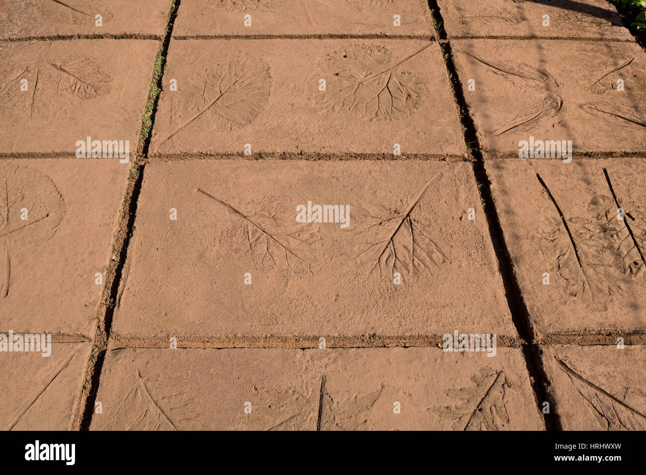Texture of concrete stamp in leaf detail on the floor in the park ...