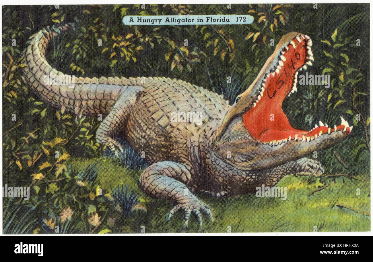 A hungry alligator in Florida Stock Photo - Alamy