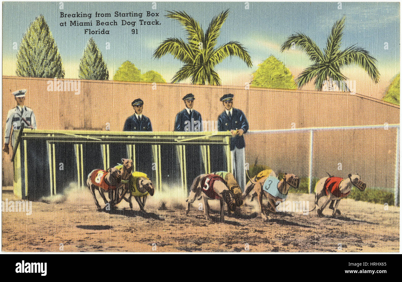 Breaking from the starting box at Miami Beach dog track, Florida Stock ...