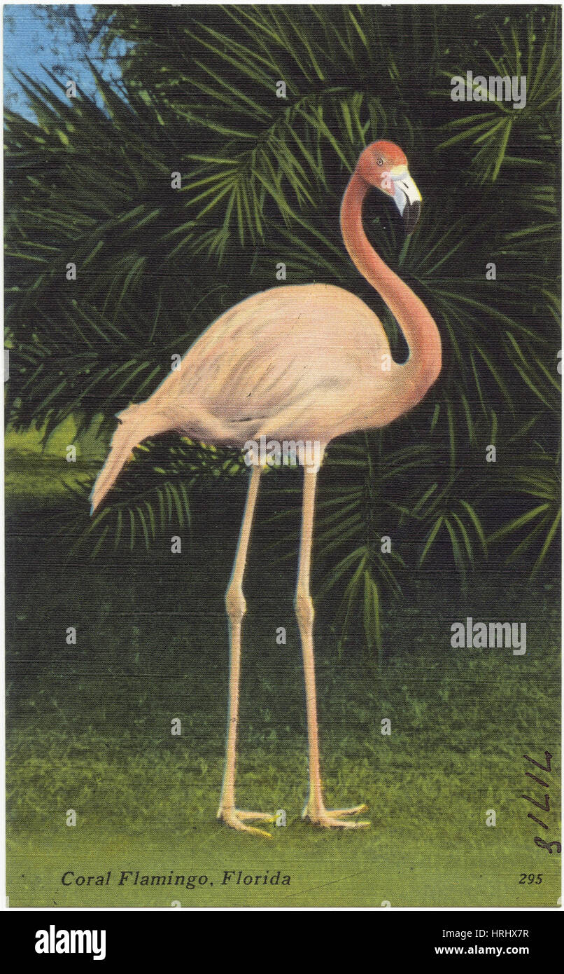 Vintage flamingo florida hi-res stock photography and images - Alamy