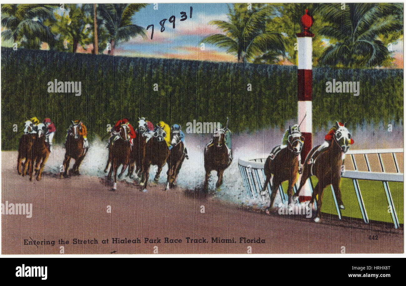 Entering the stretch at Hialeah Park race track, Miami, Florida Stock ...