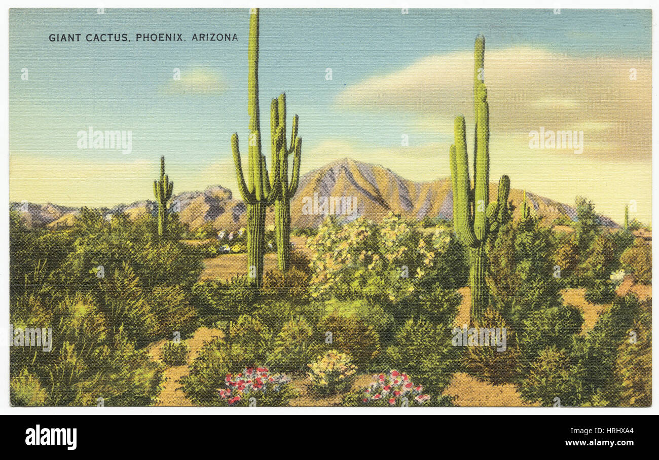 Giant cactus, Phoenix, Arizona Stock Photo - Alamy