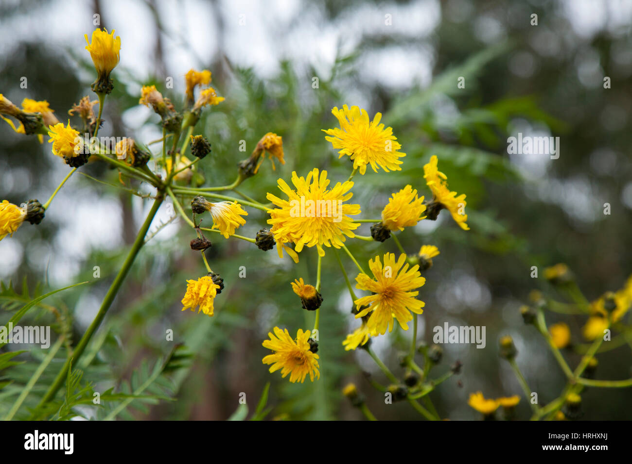 Flora of Gran Canaria - flowering endemic Sonchus canariensis, tree ...