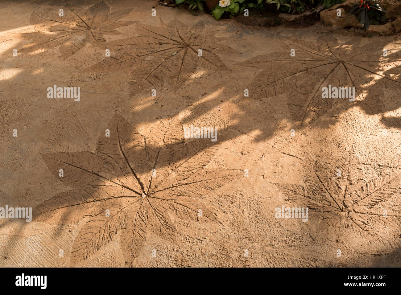 Texture of concrete stamp in leaf detail on the floor in the park ...