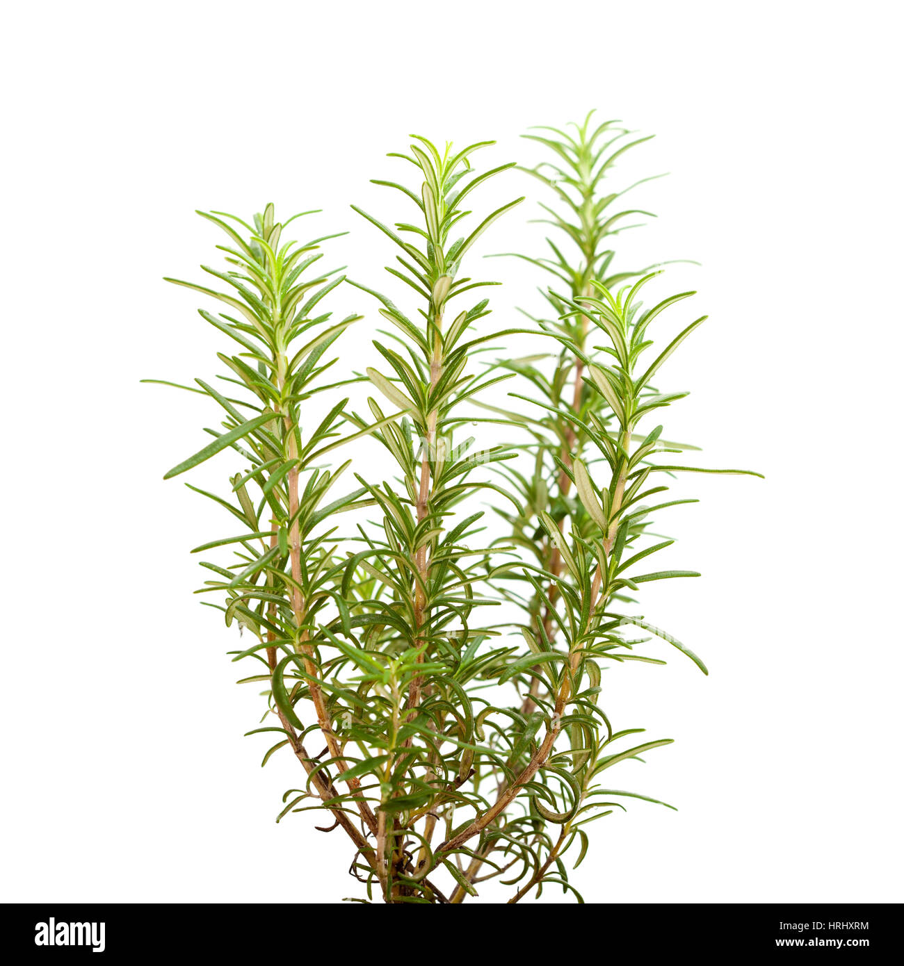 Young Rosemary Plant