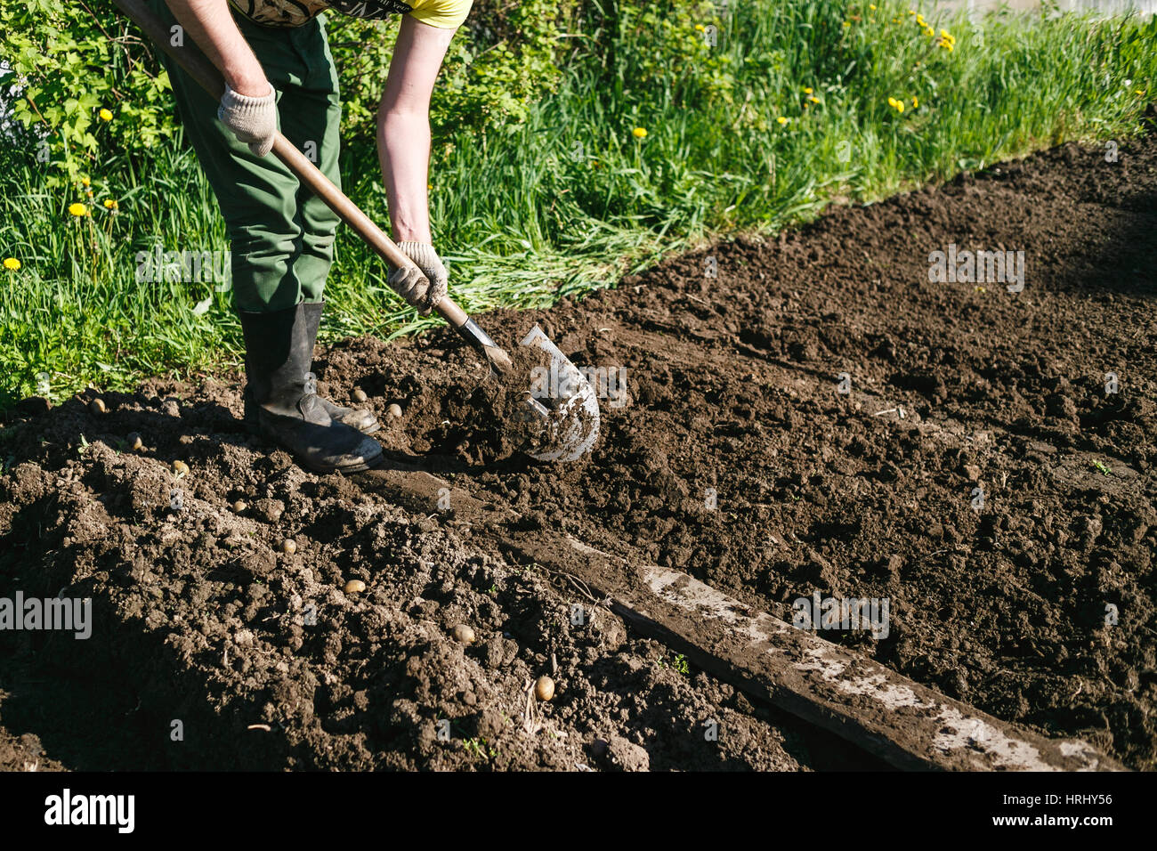 Man planting potatoes in hi-res stock photography and images - Alamy