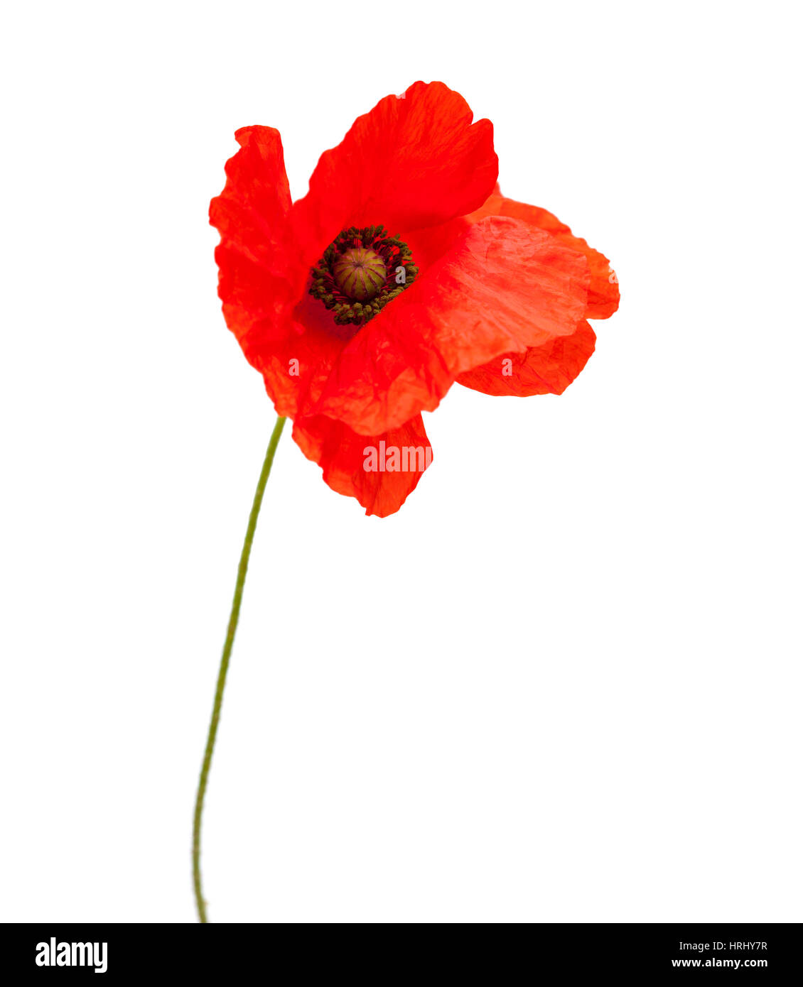 bright red poppy flower isolated on white background Stock Photo - Alamy