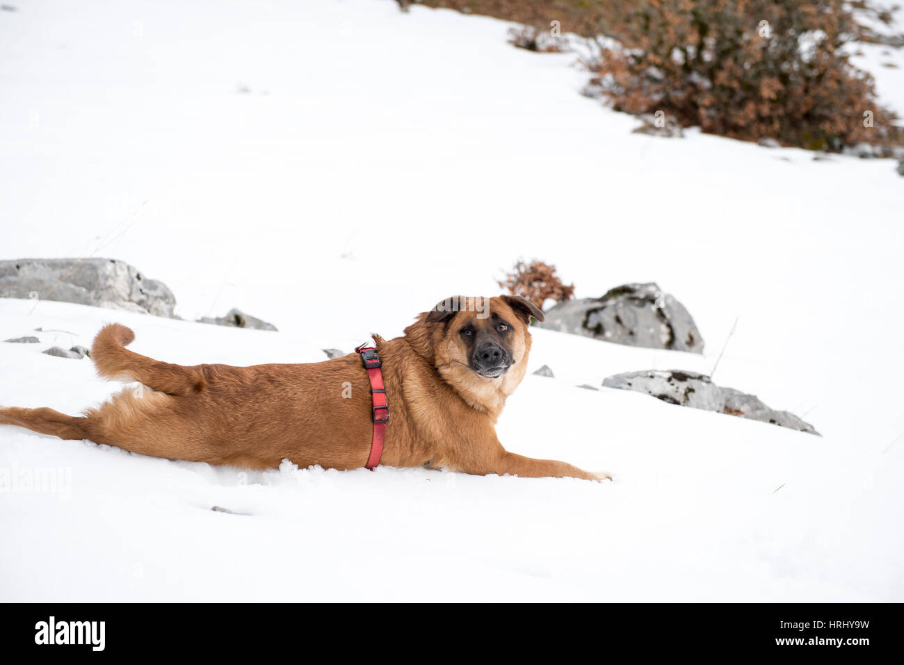 Happy dog on snow Stock Photo - Alamy
