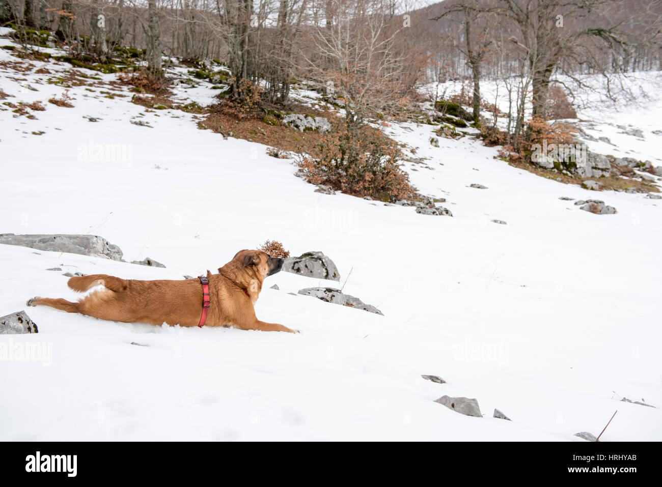 Happy dog on snow Stock Photo - Alamy