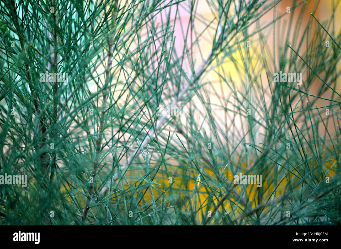 Autumn green grass over the sky Stock Photo - Alamy