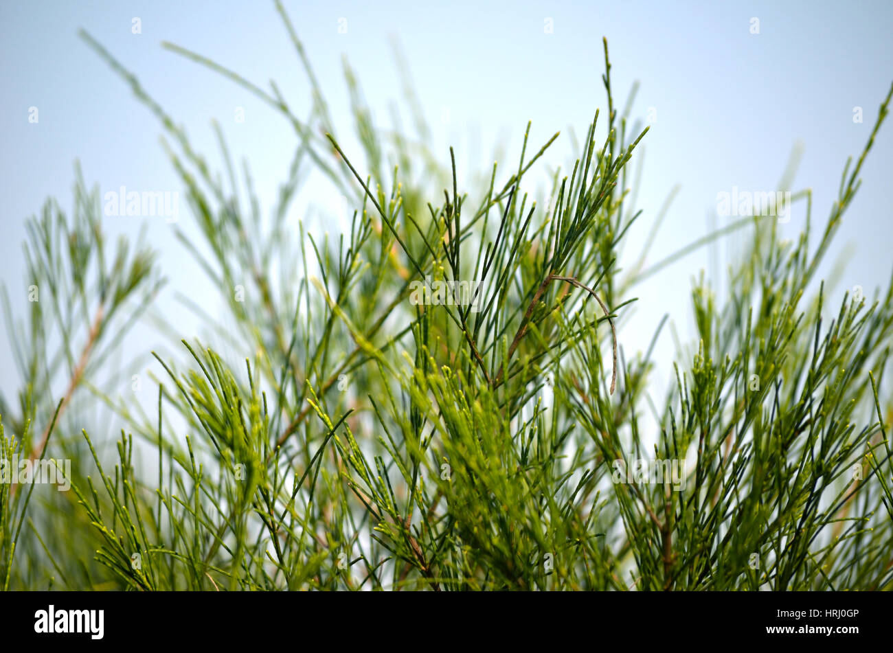 Parkland trees autumn fall grass hi-res stock photography and images ...