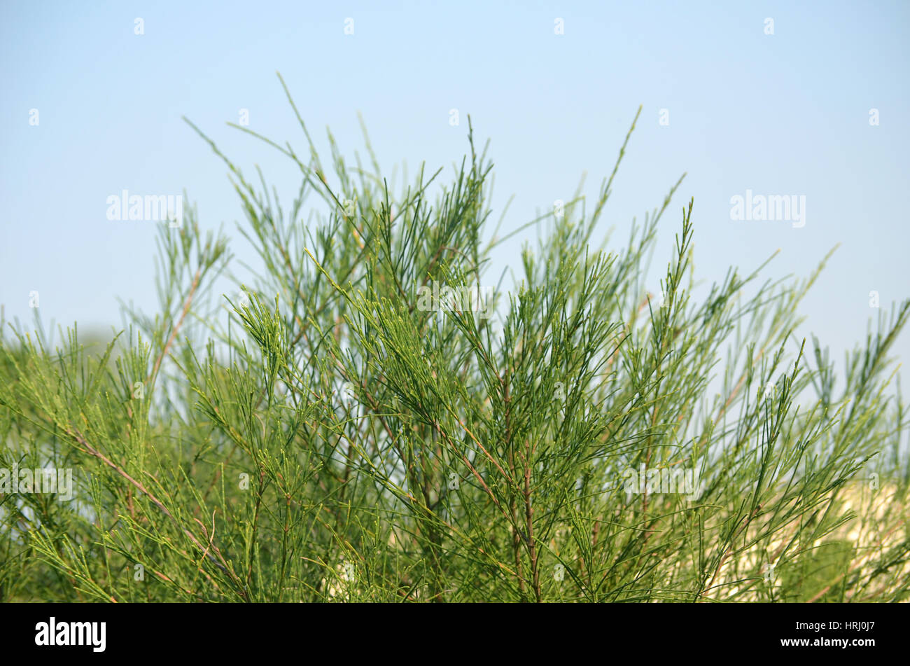 Autumn green grass over the sky Stock Photo - Alamy
