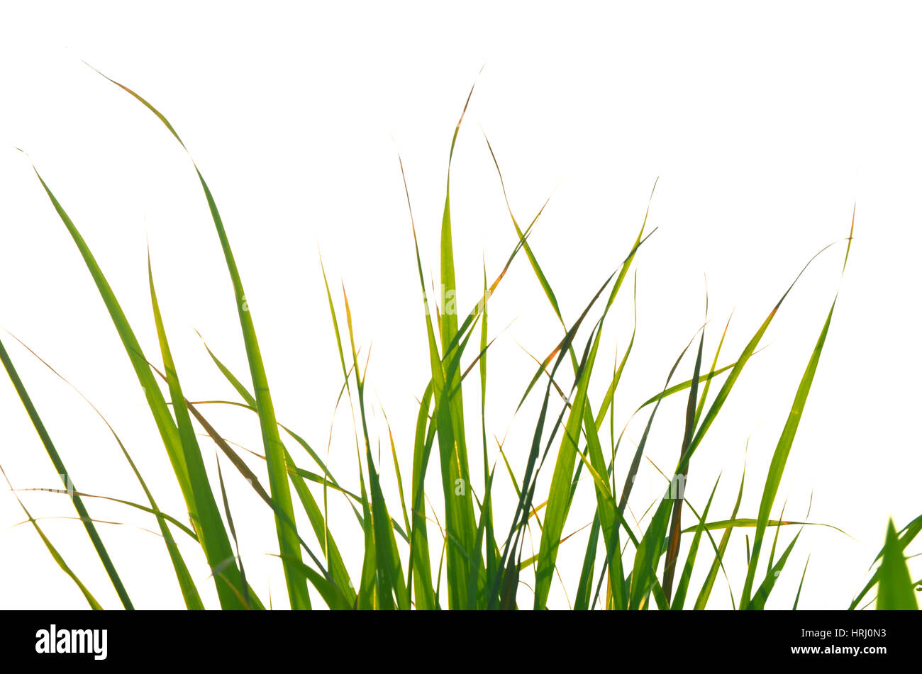 Autumn green grass over the sky Stock Photo - Alamy