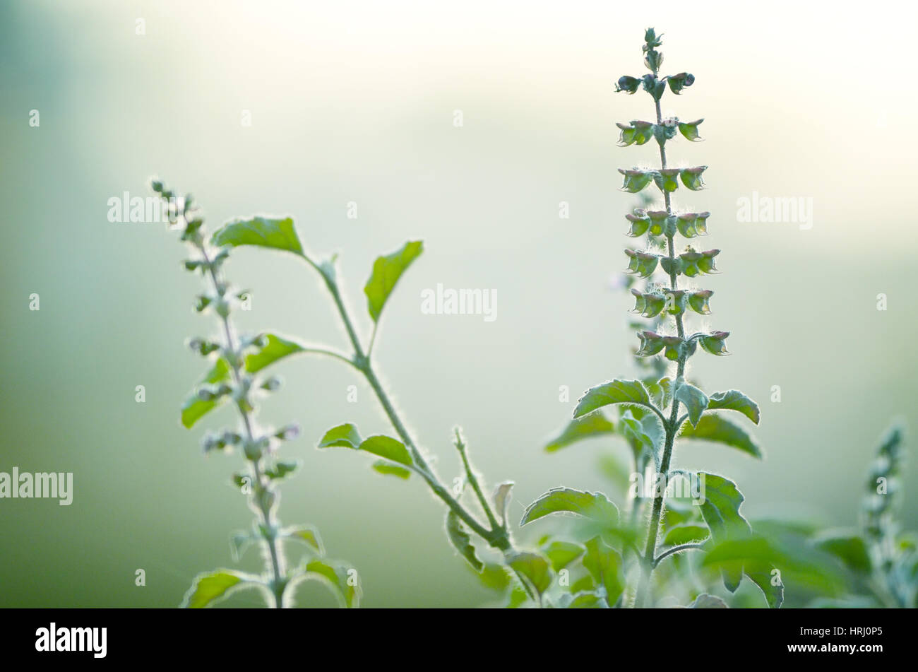 Natural Autumn tree on sky with sun Stock Photo - Alamy