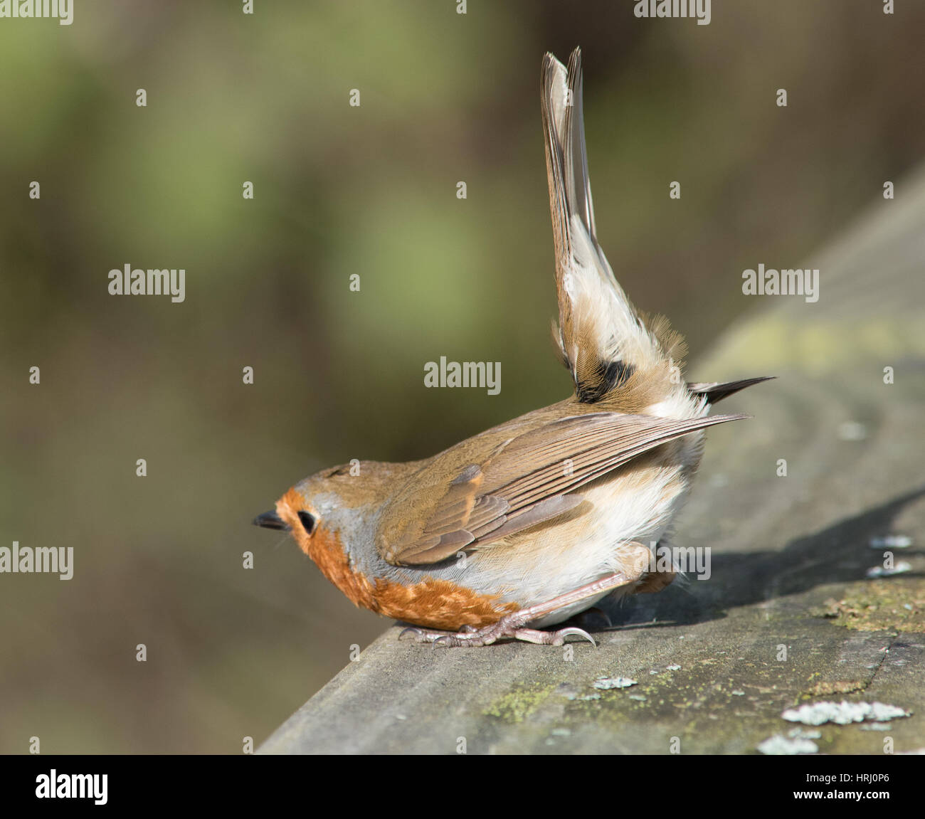 Robin in crouching position Stock Photo - Alamy