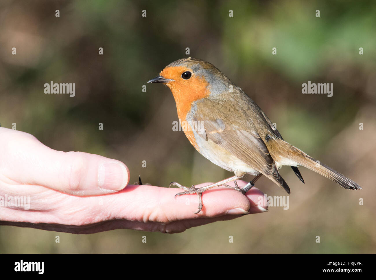 Robin feeding from a hand Stock Photo - Alamy