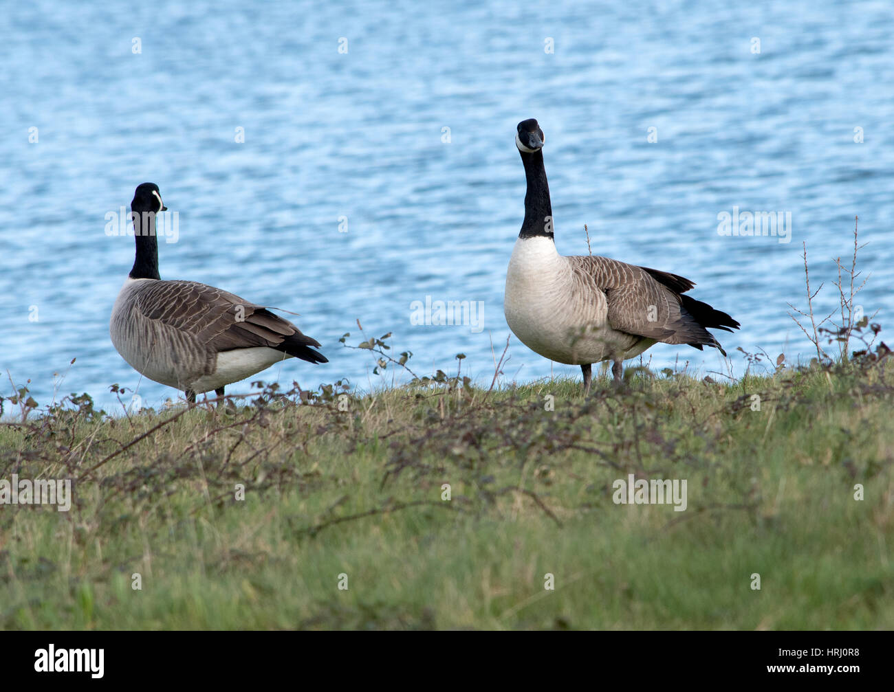 Pair of Canada Geese Stock Photo - Alamy