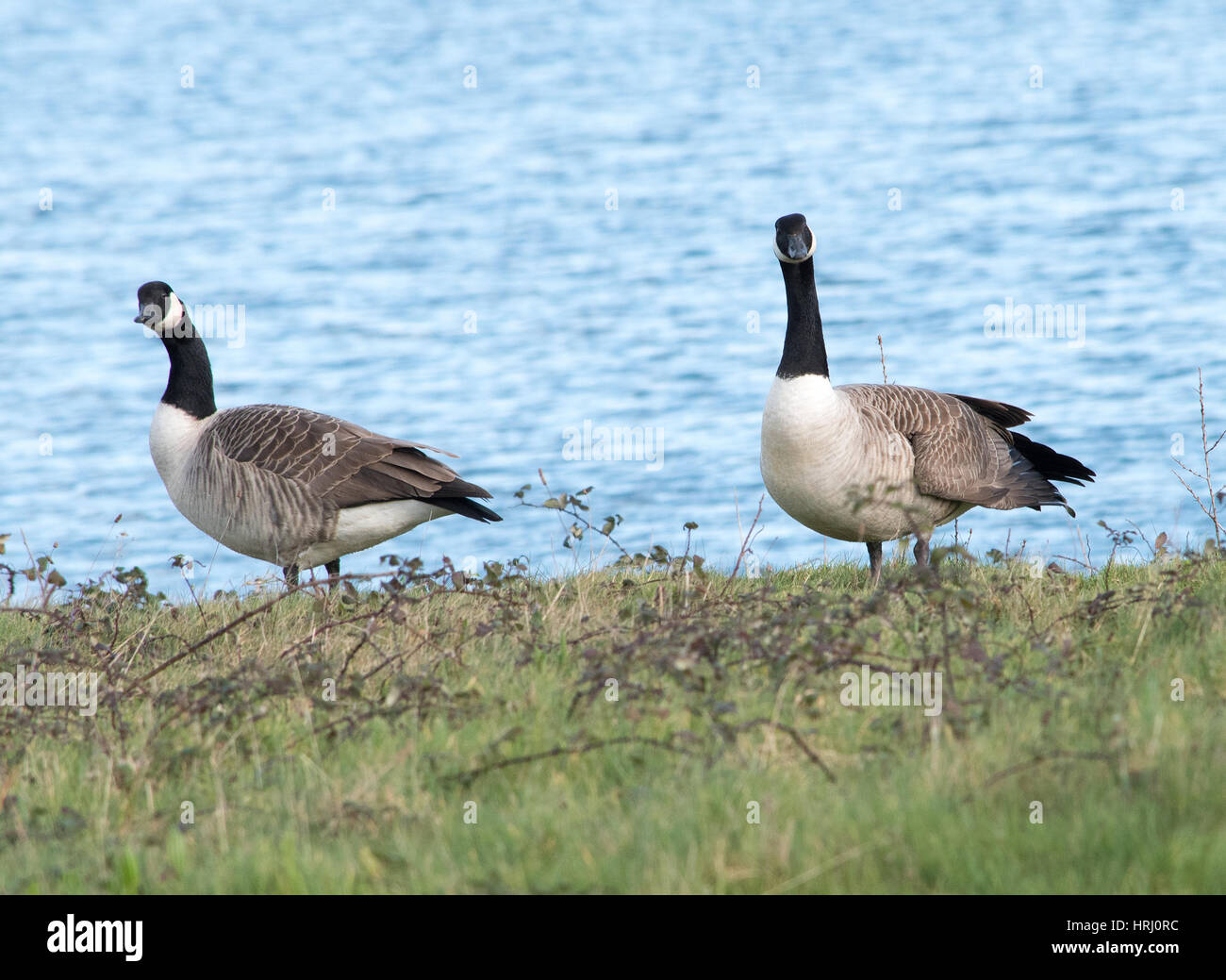 Pair of Canada Geese Stock Photo - Alamy