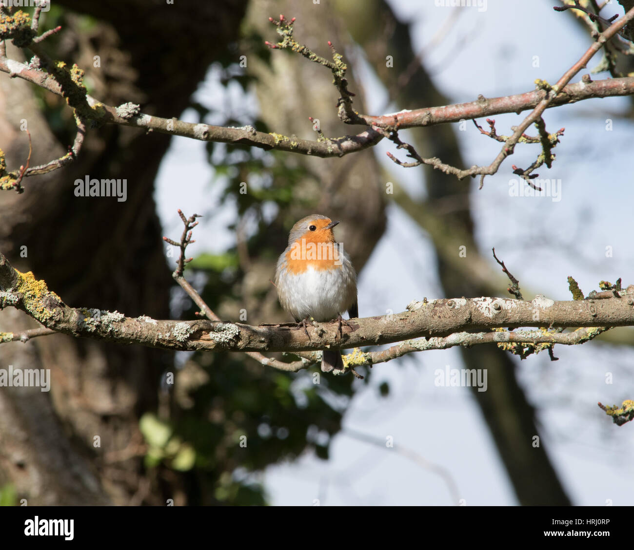Robin perched in a tree Stock Photo - Alamy