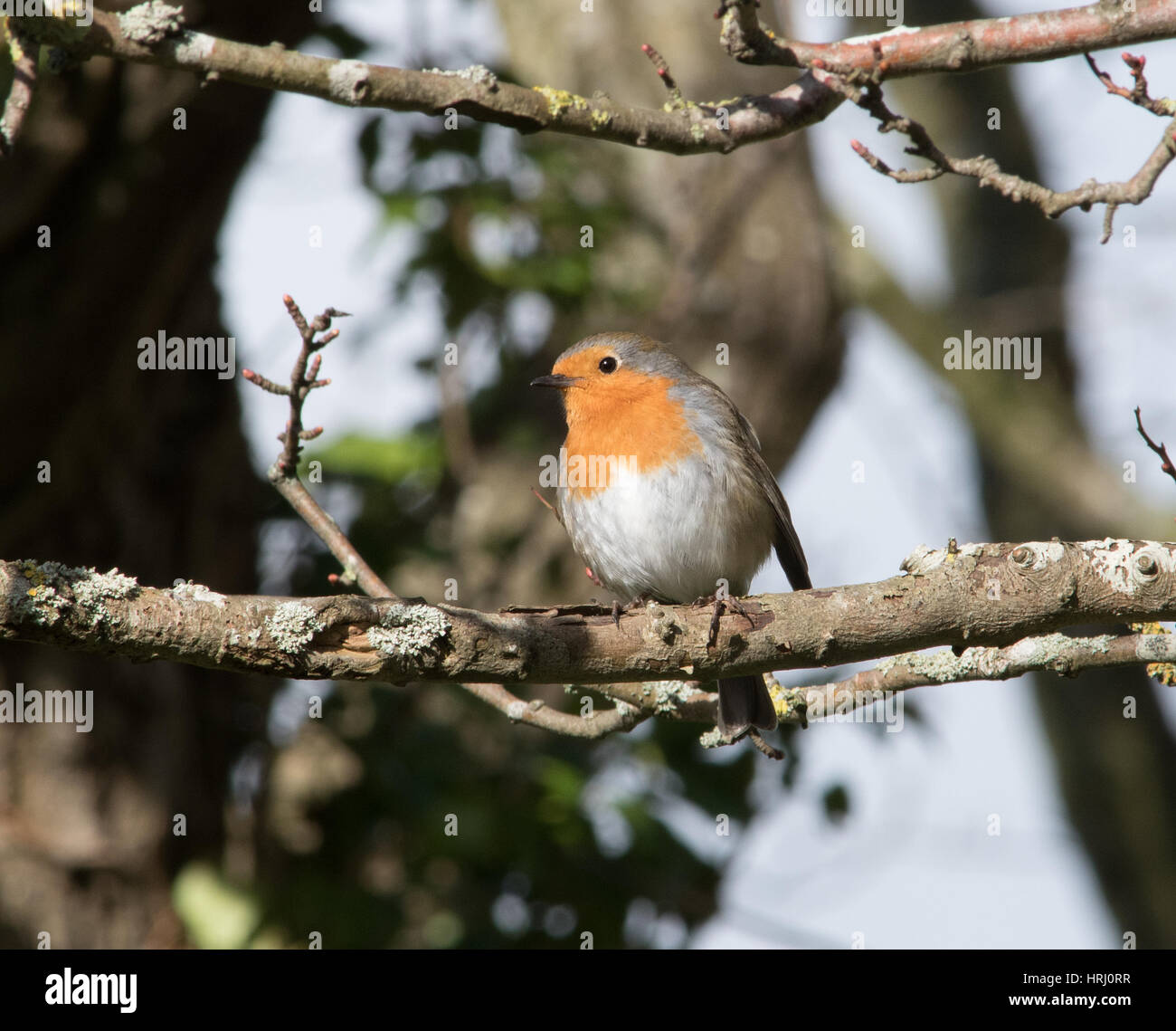 Robin perched in a tree Stock Photo - Alamy