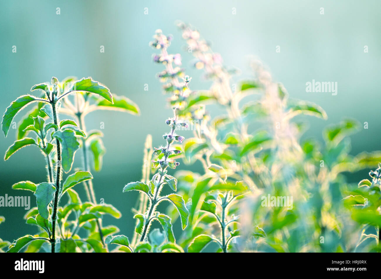 Natural Autumn tree on sky with sun Stock Photo - Alamy