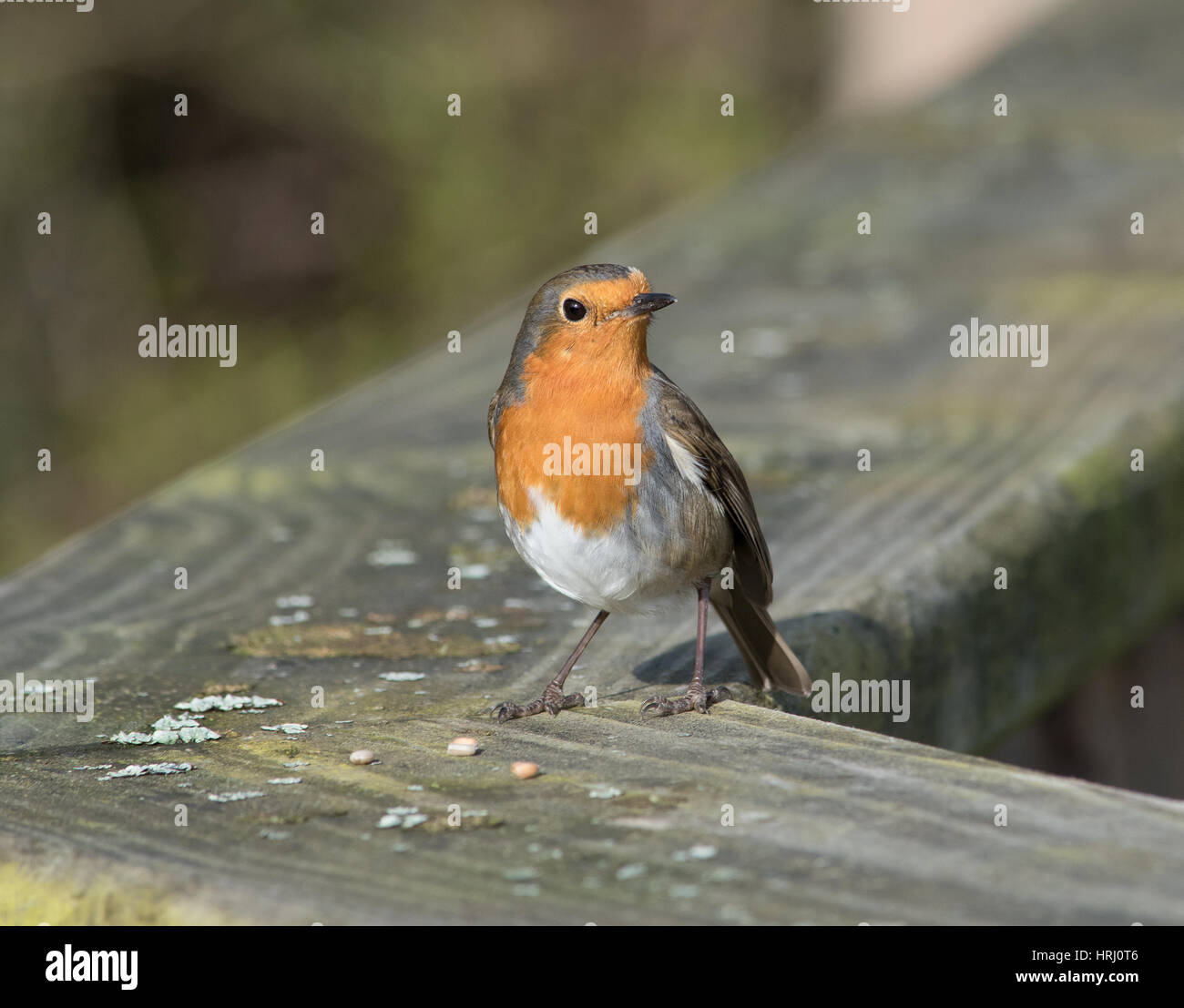 Christmas robin uk hi-res stock photography and images - Alamy