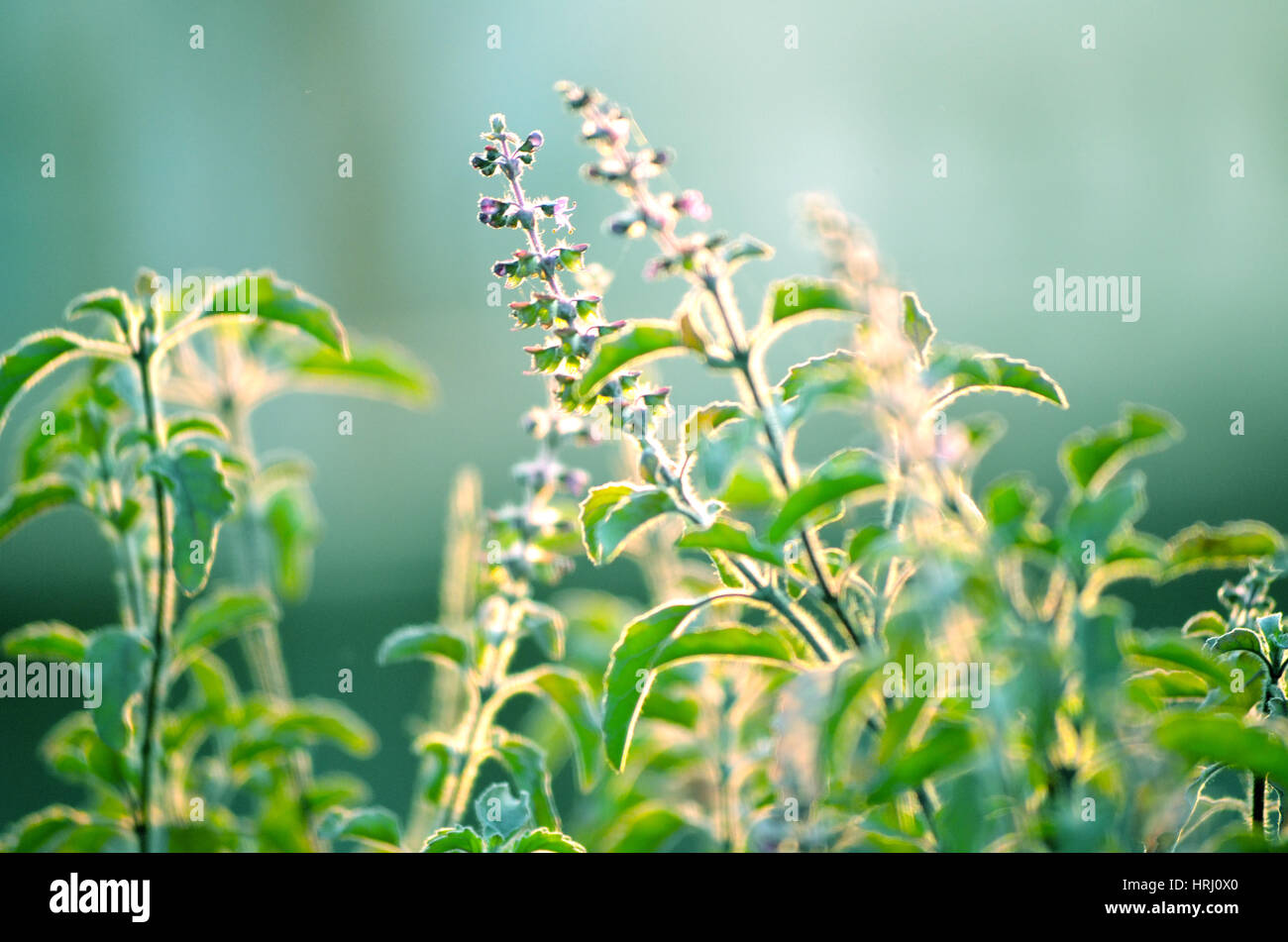 Natural Autumn tree on sky with sun Stock Photo - Alamy