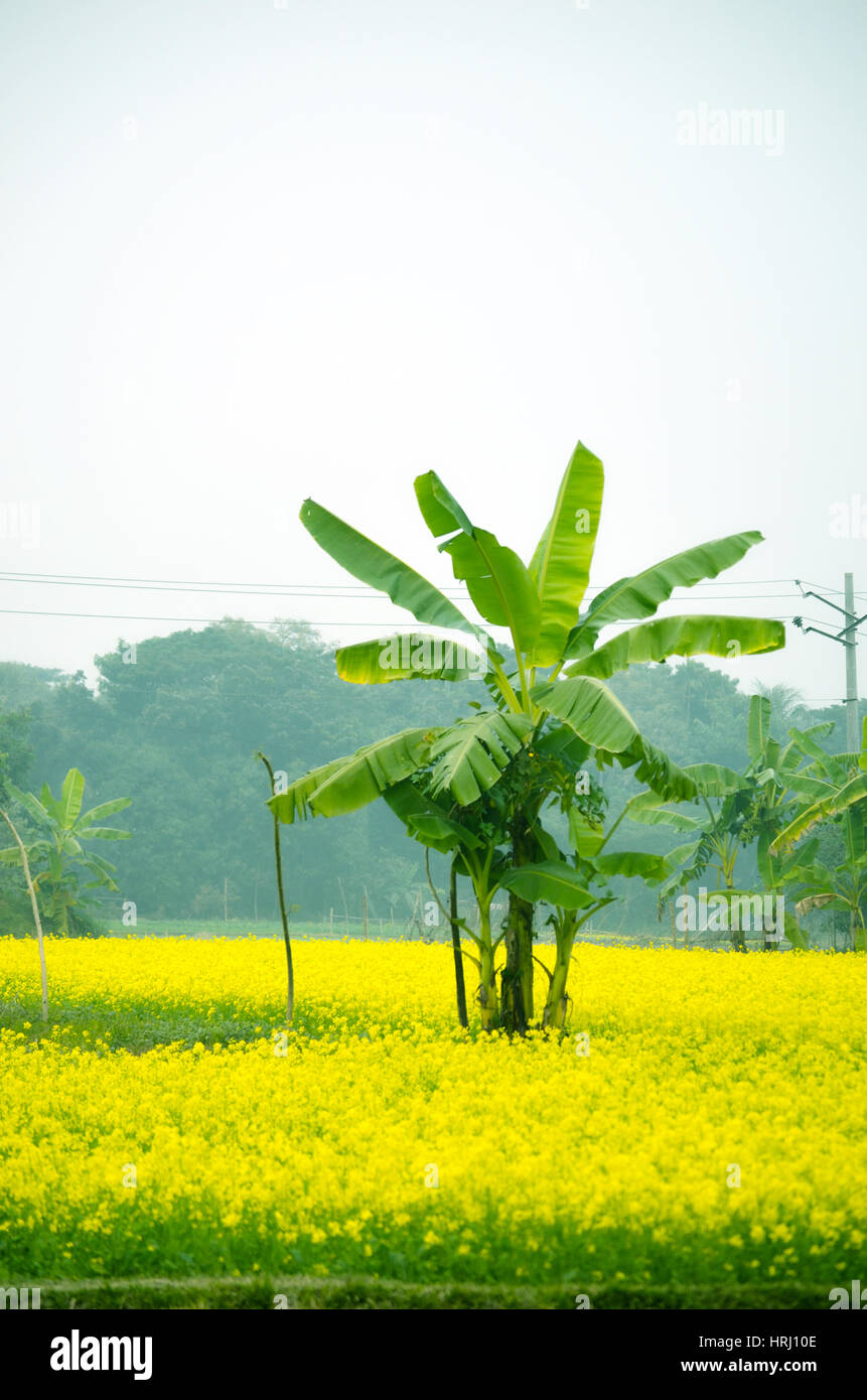 Picture of banana tree with fruit hi-res stock photography and images ...