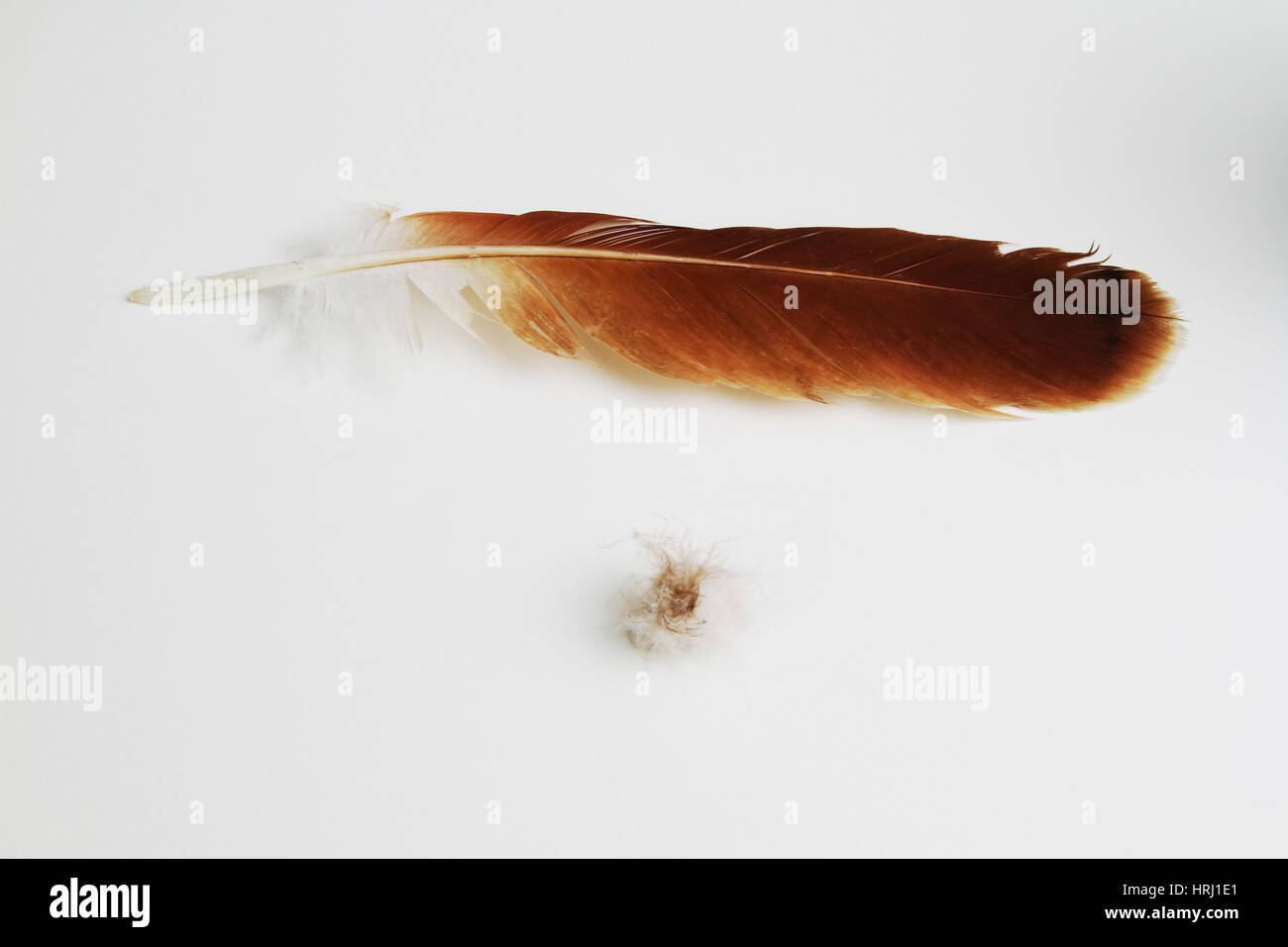 Pin feathers hi-res stock photography and images - Alamy