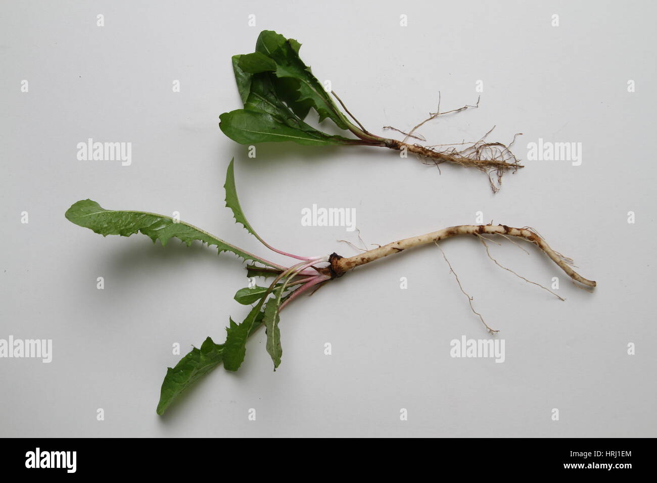 Taproot hi-res stock photography and images - Alamy