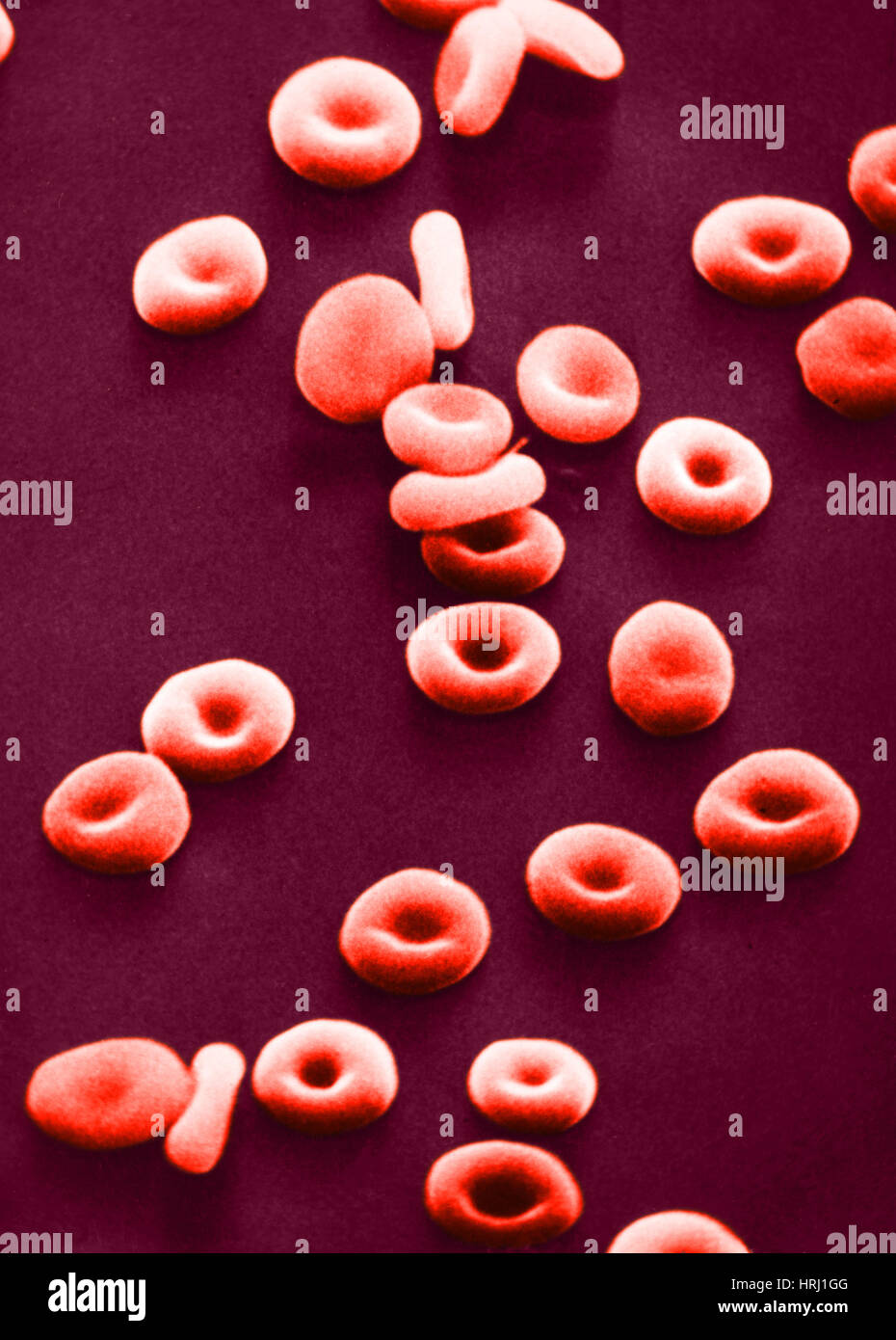 Red blood cells, SEM Stock Photo - Alamy