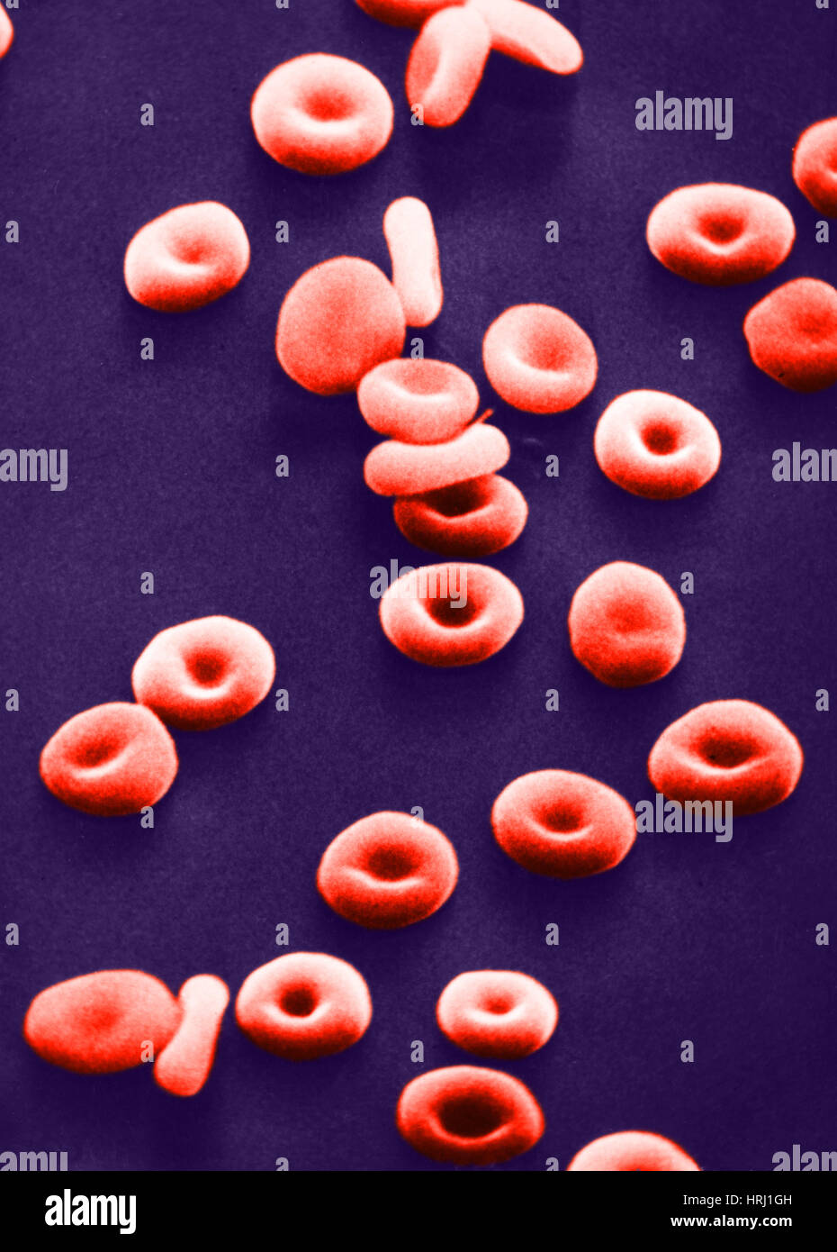 Red blood cells, SEM Stock Photo - Alamy